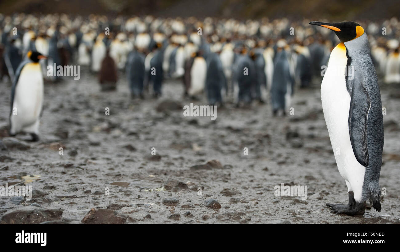 Single penguin hi-res stock photography and images - Alamy