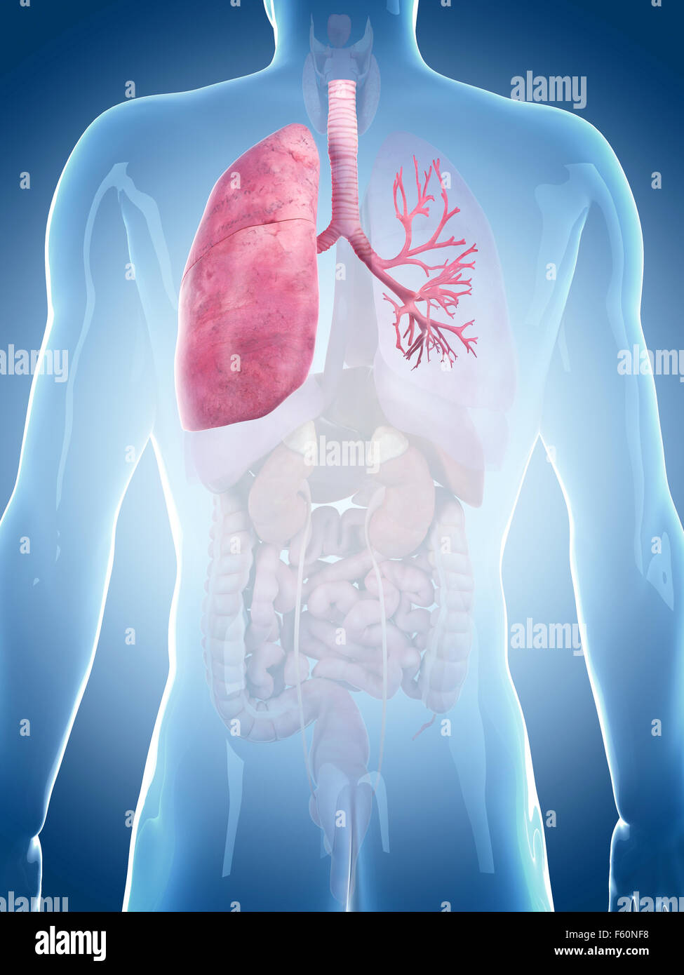 Normal lung hi-res stock photography and images - Alamy