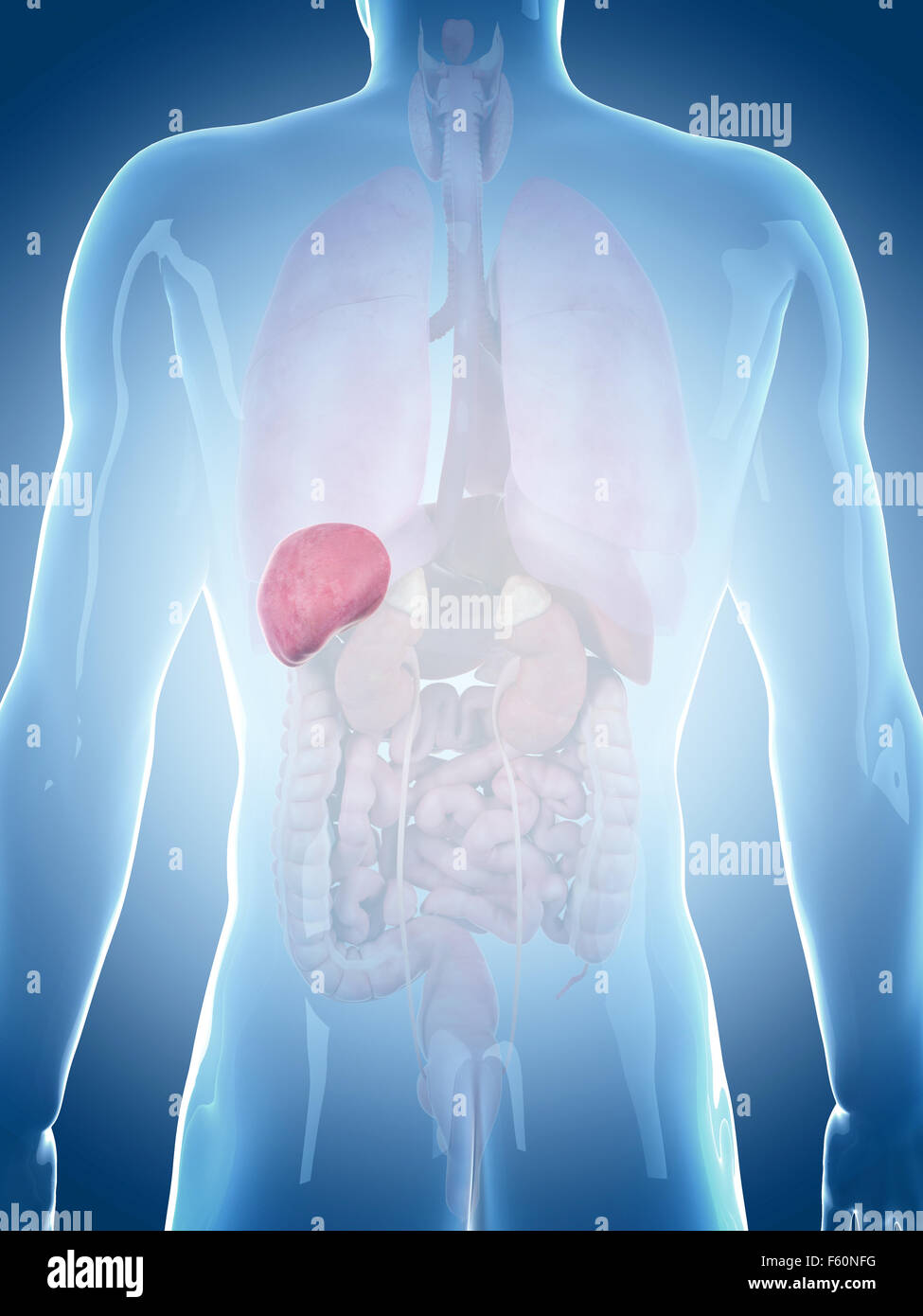 Spleen hi-res stock photography and images - Alamy