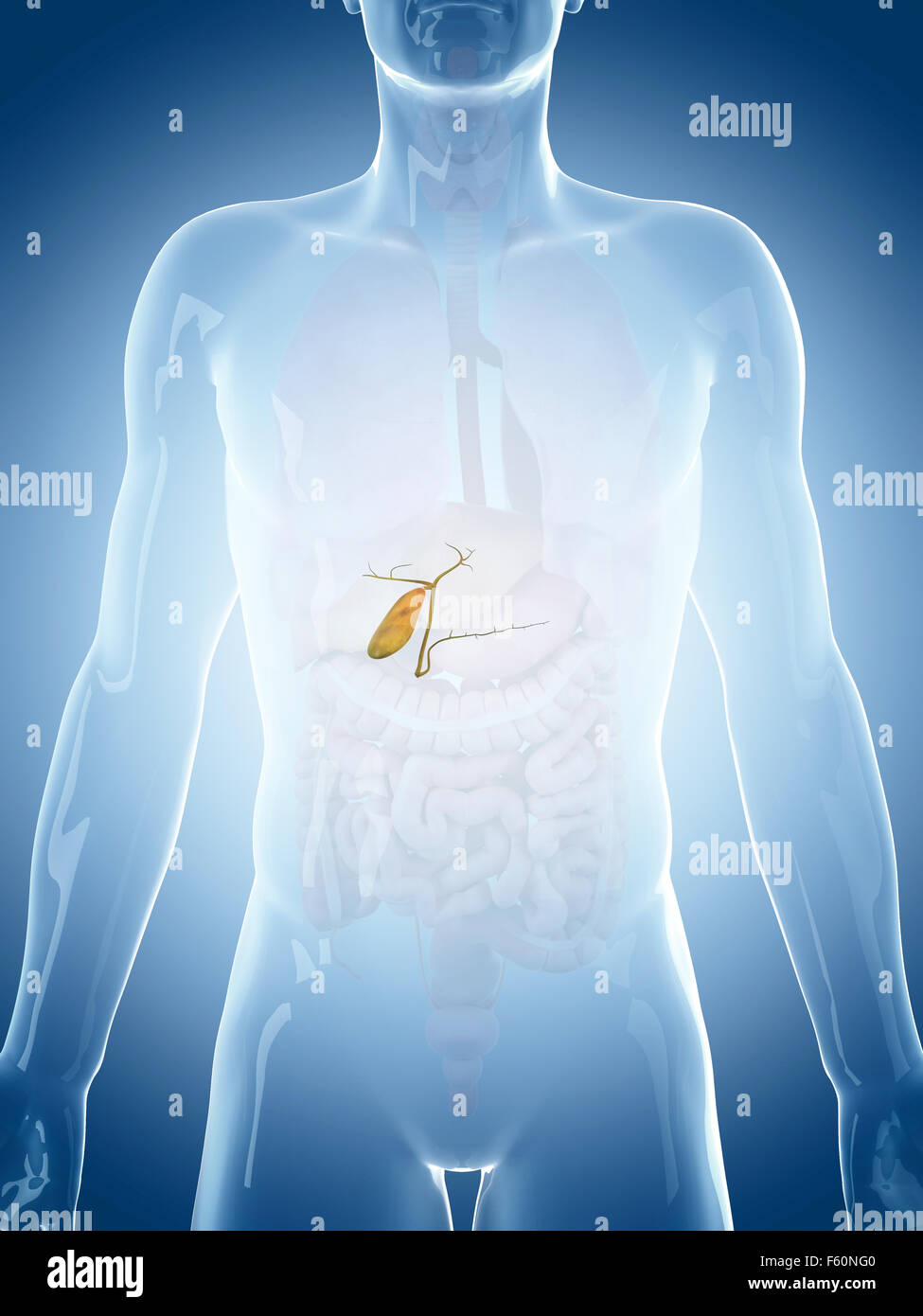 Human gallbladder anatomy hi-res stock photography and images - Alamy