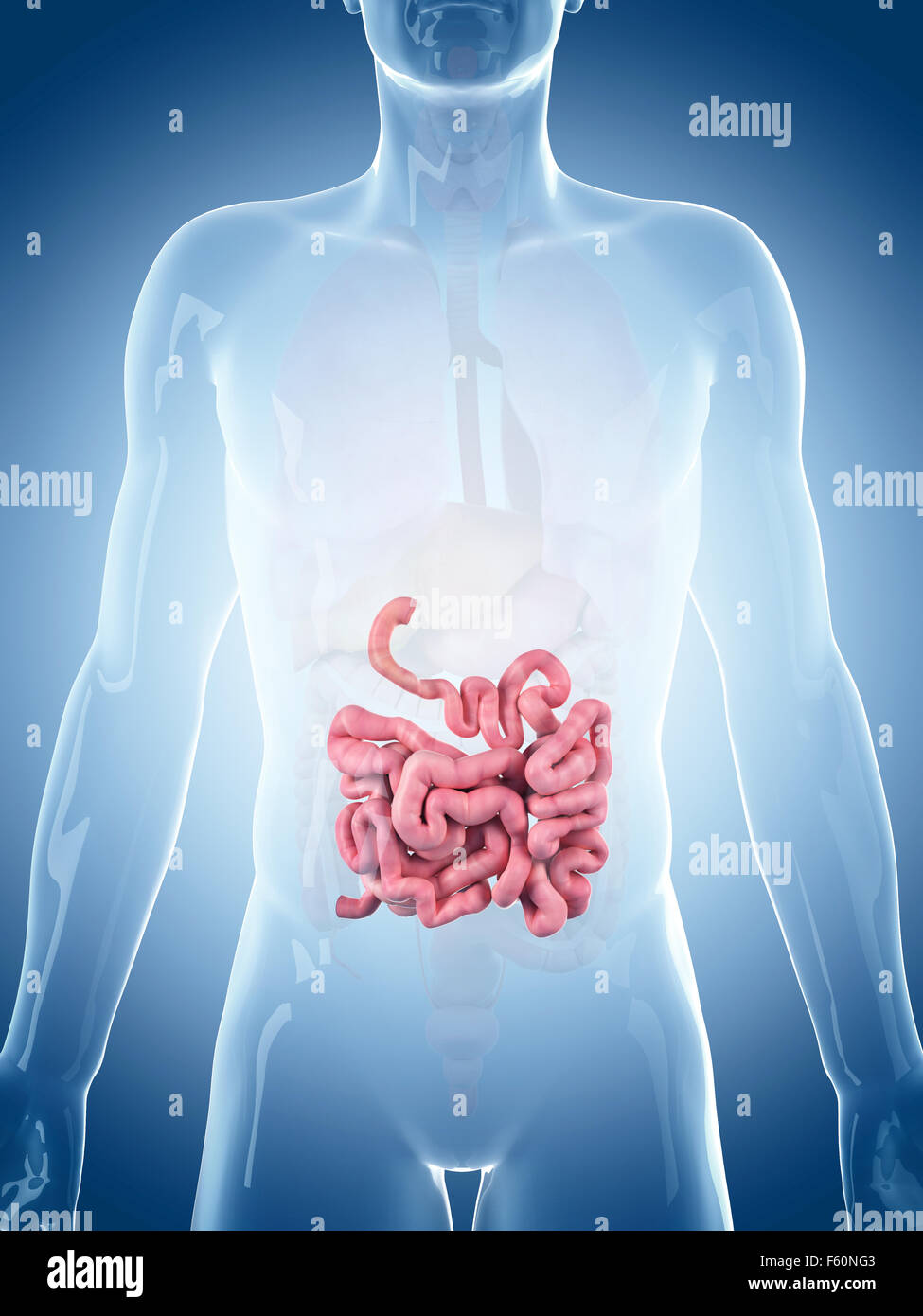 Small intestine anatomy hi-res stock photography and images - Alamy