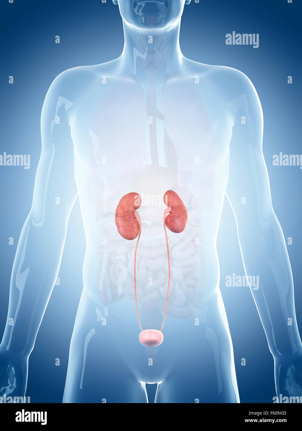 Normal kidneys hi-res stock photography and images - Alamy