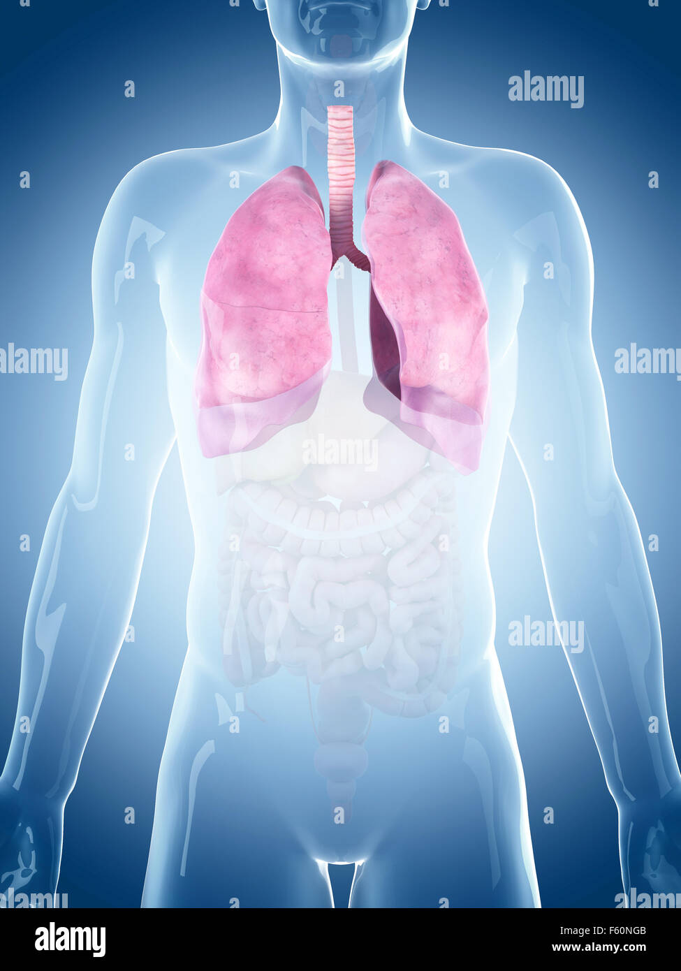 Normal lung hi-res stock photography and images - Alamy
