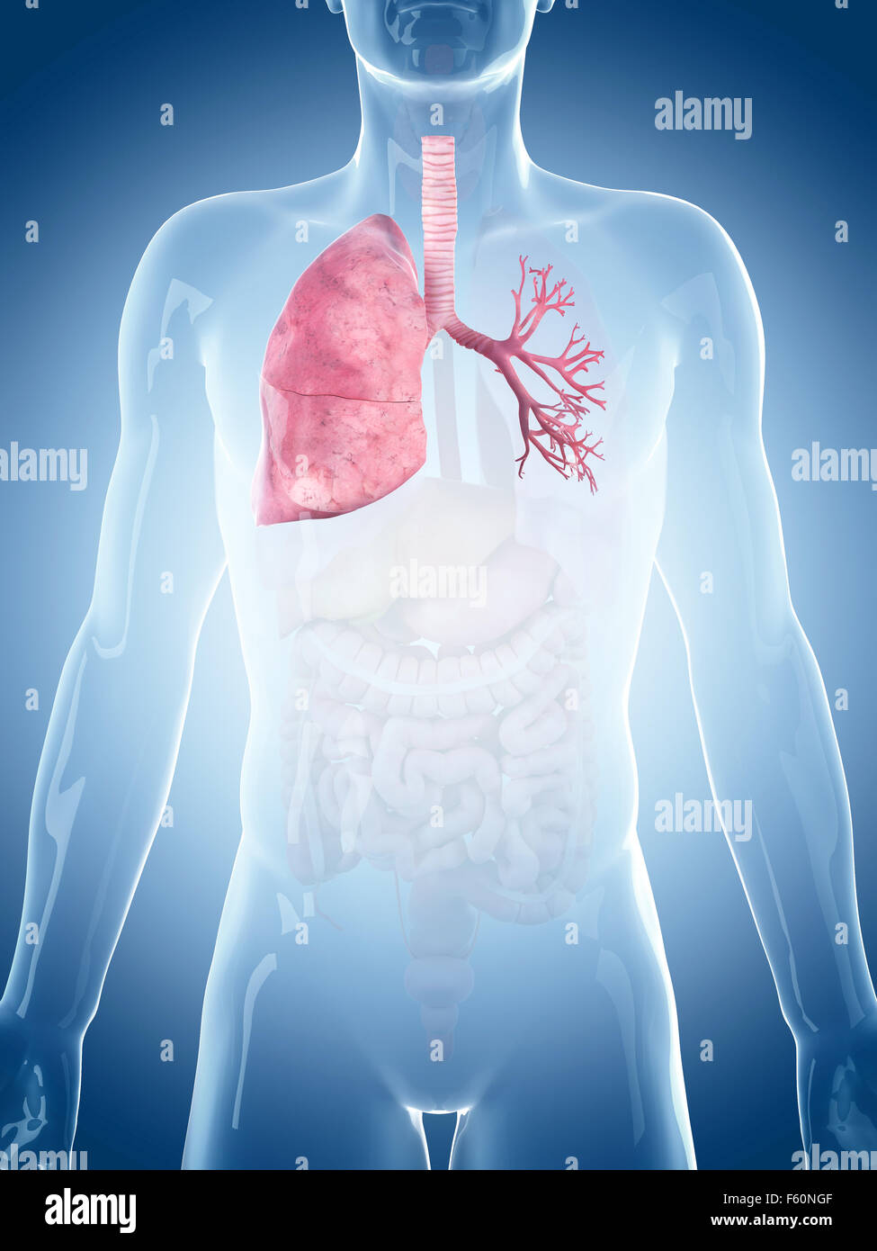 Normal lung hi-res stock photography and images - Alamy