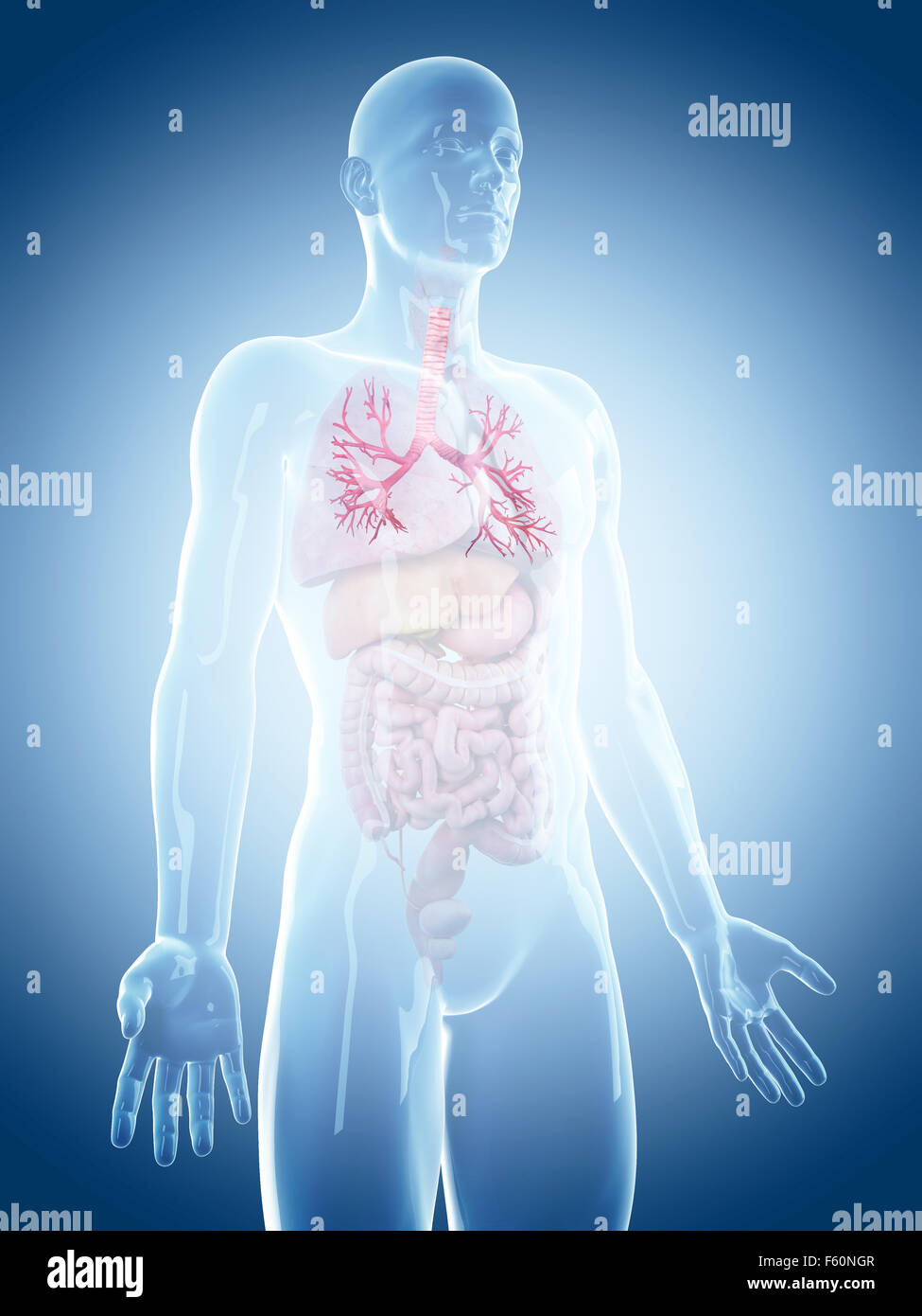 medically accurate illustration of the bronchi Stock Photo - Alamy