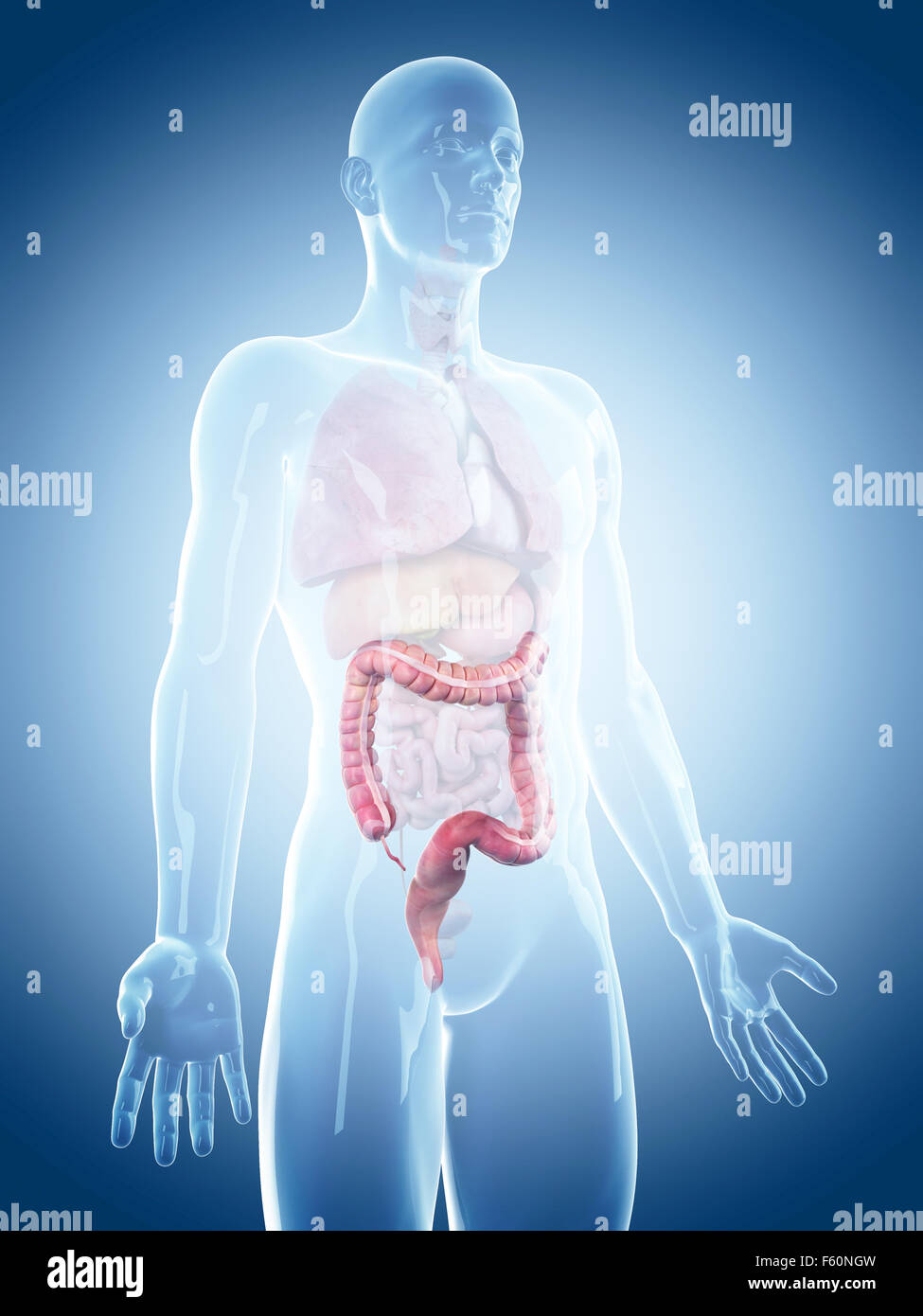 Normal Human Colon High Resolution Stock Photography and Images - Alamy