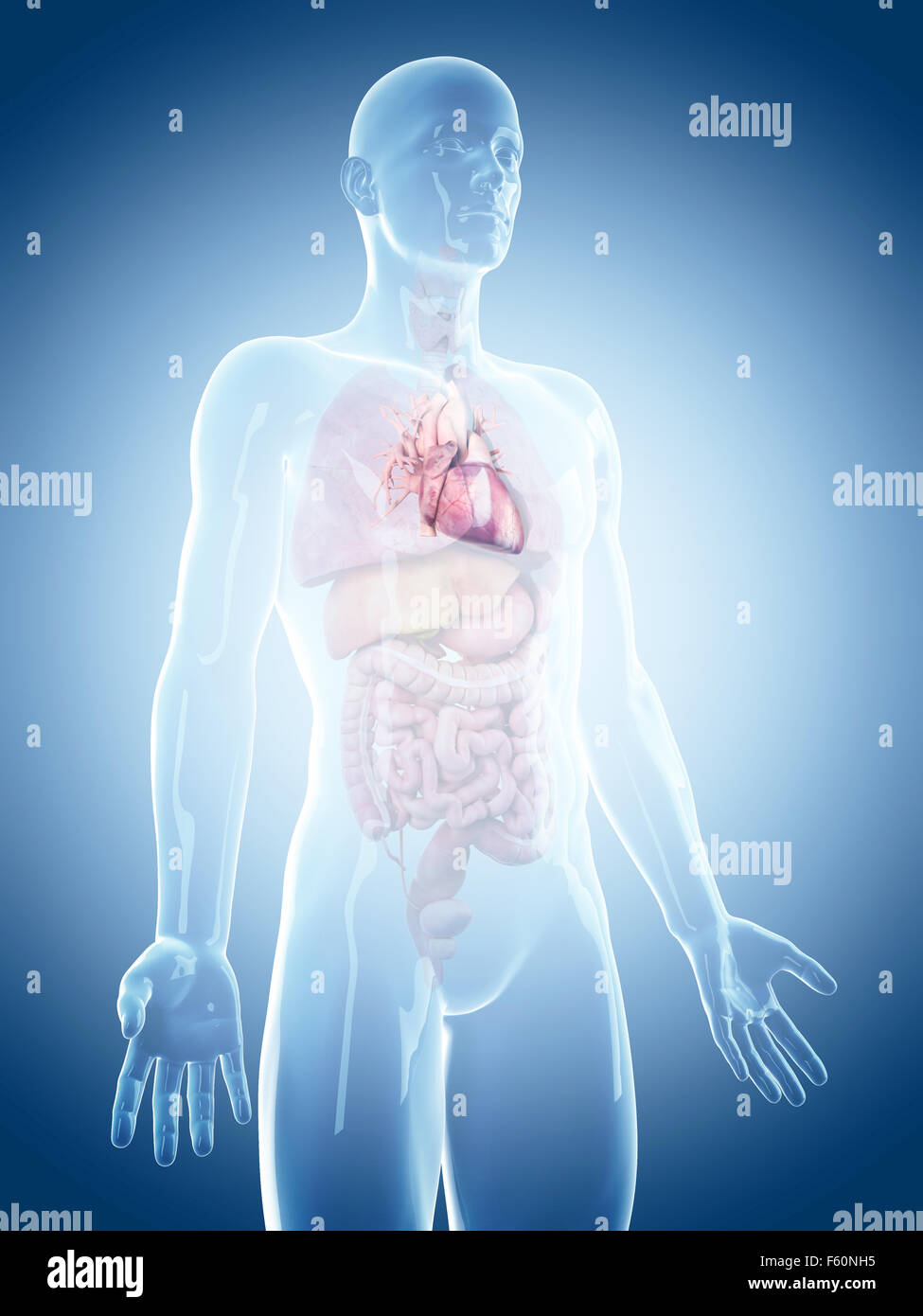 medically accurate illustration of the heart Stock Photo - Alamy