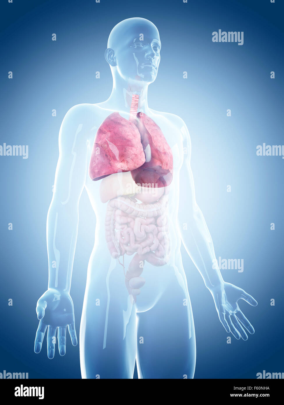 Normal lung hi-res stock photography and images - Alamy