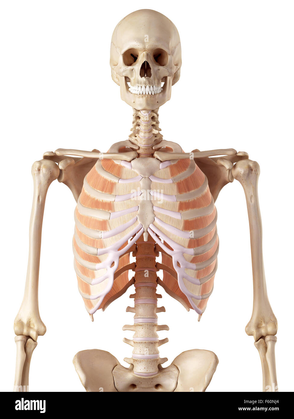 medical accurate illustration of the outer intercostals Stock Photo - Alamy