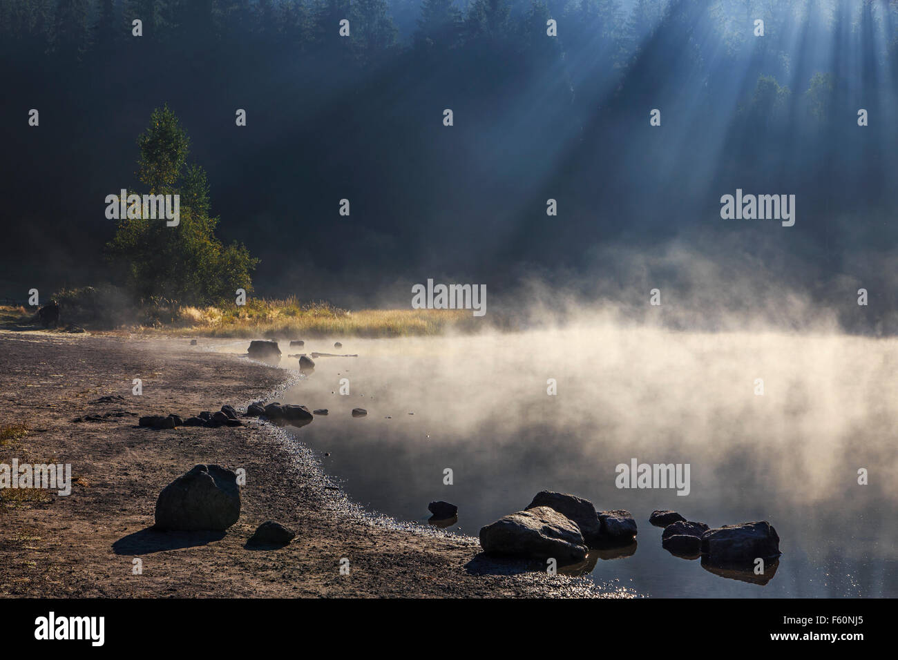 Steamy lake in the forest in summer Stock Photo - Alamy
