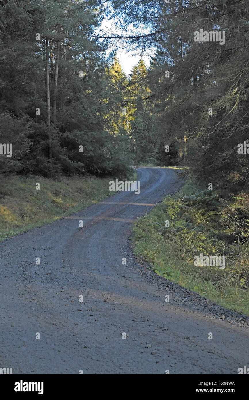 Haul road through a forest, Kielder Forest, Northumberland, England, UK ...
