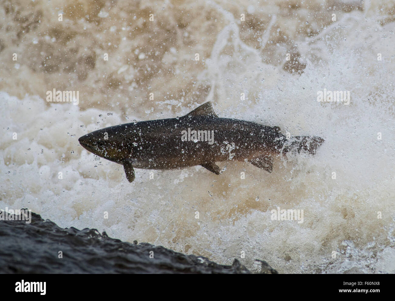 Ettrick Water, Scottish Borders, UK. 10th November, 2015. Salmon ...