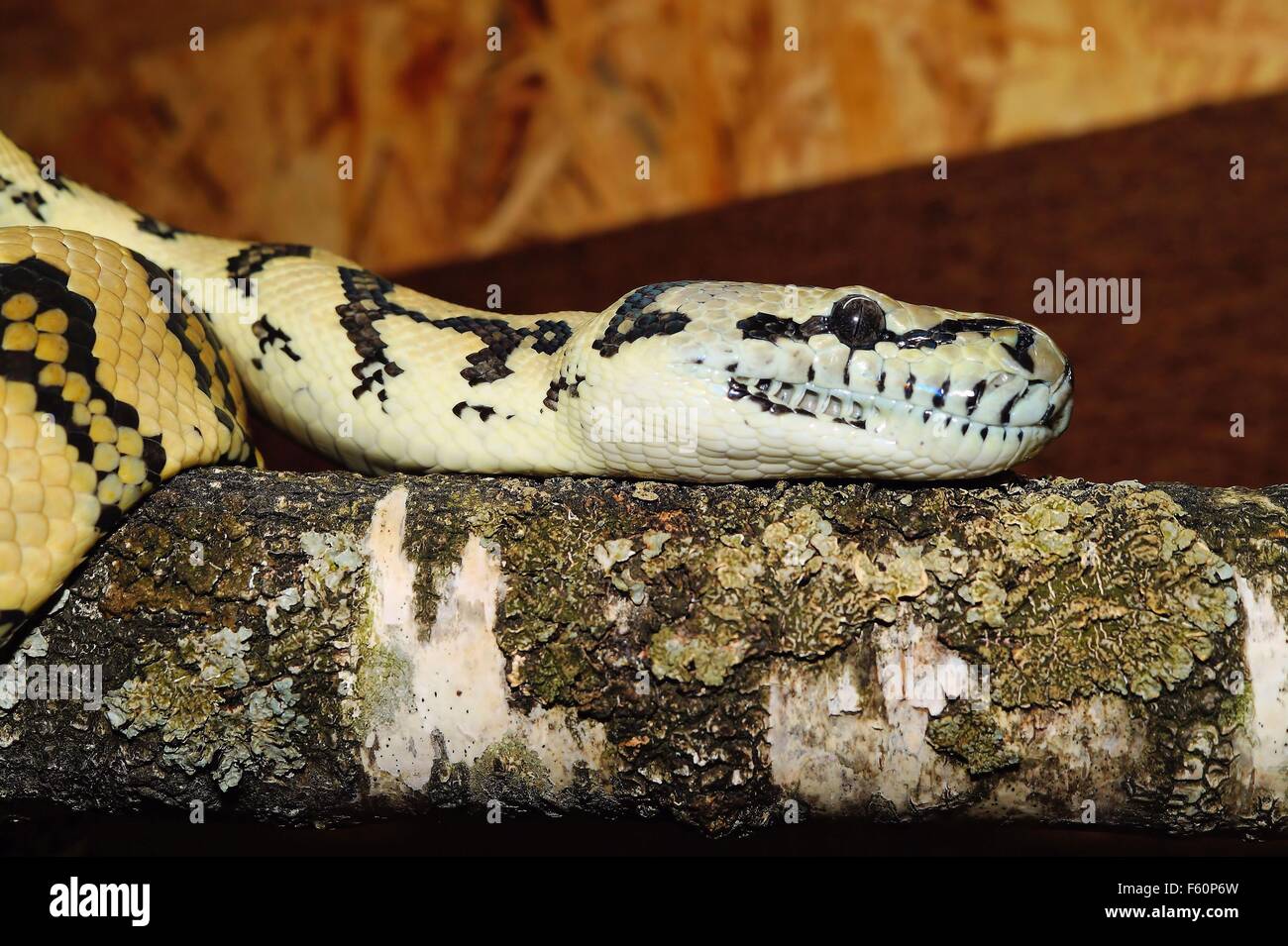 Pale Snake High Resolution Stock Photography and Images - Alamy