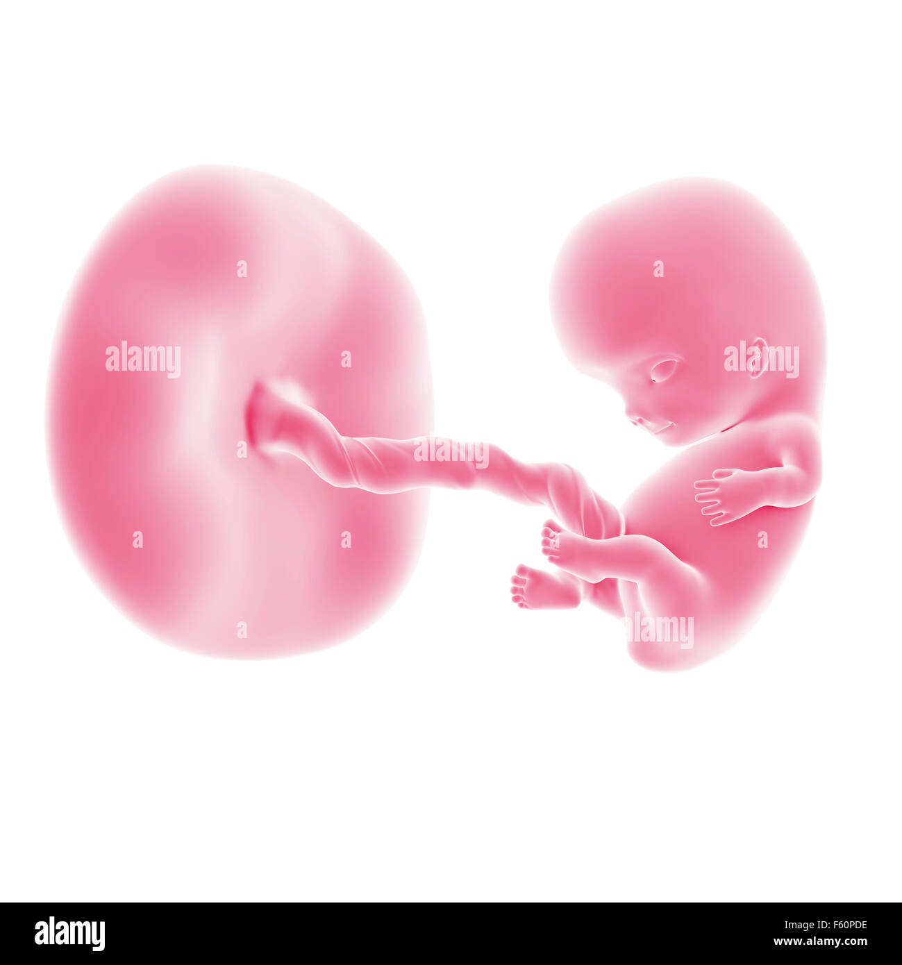 illustration of the fetal development - week 9 Stock Photo - Alamy