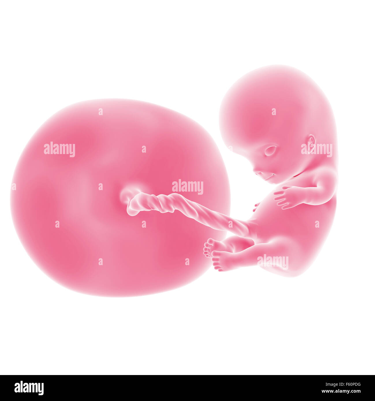 10 week embryo hi-res stock photography and images - Alamy