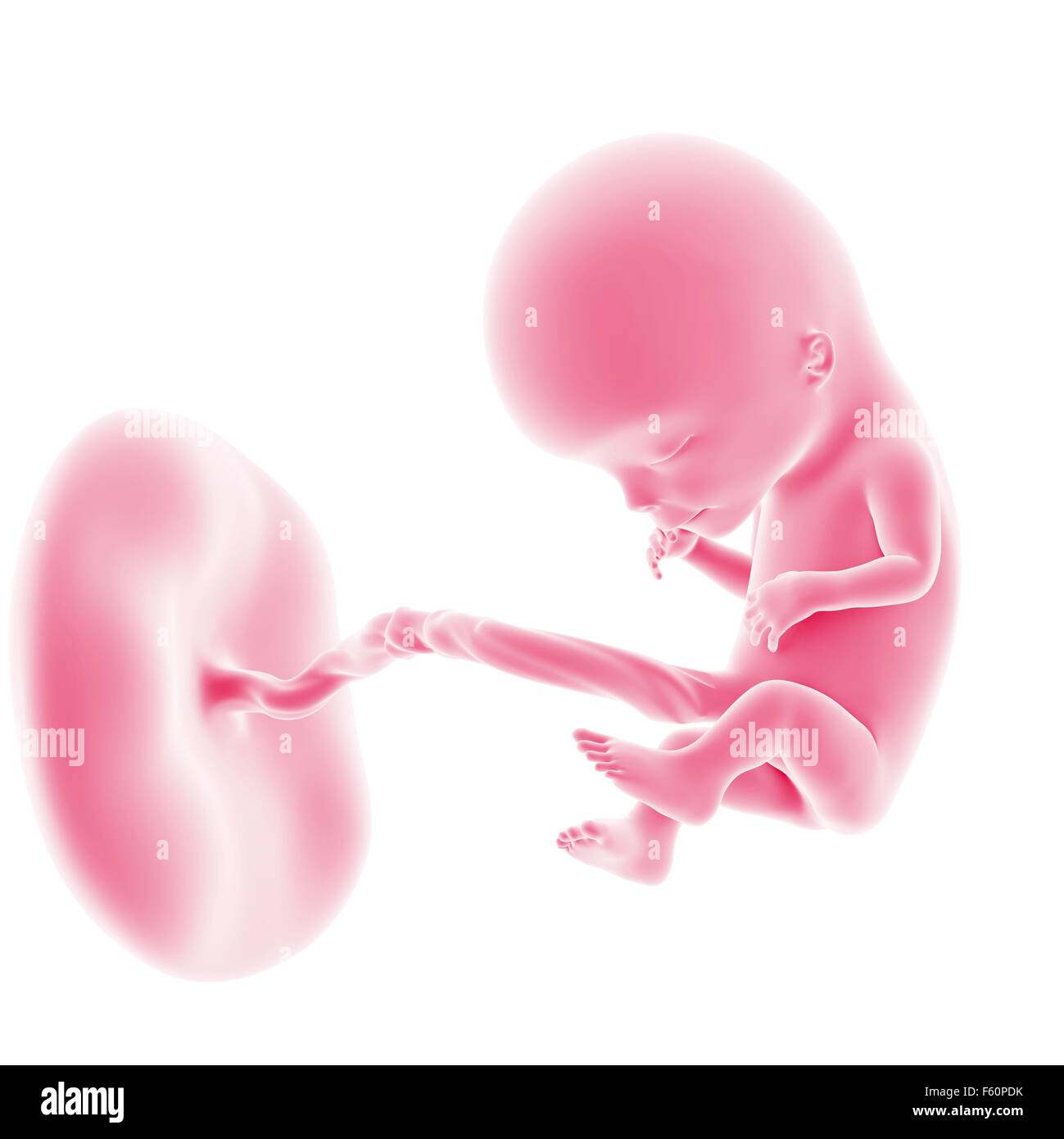 Fetal development 12 hi-res stock photography and images - Alamy