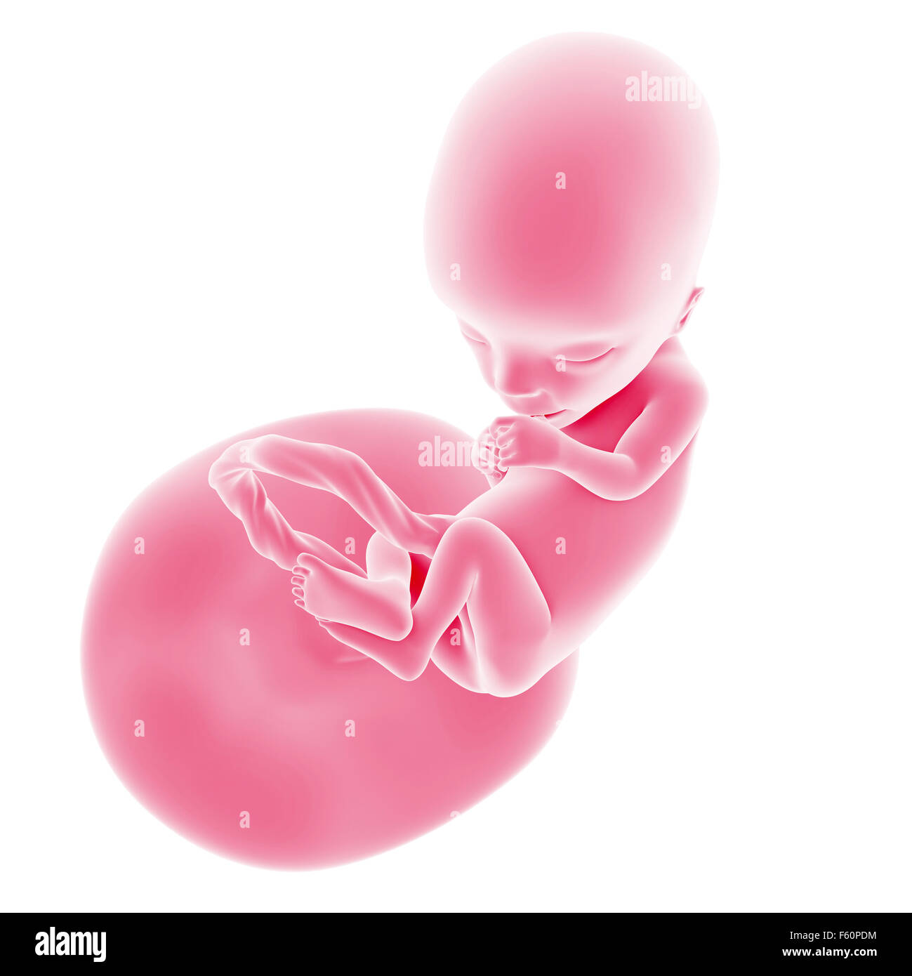 illustration of the fetal development - week 13 Stock Photo - Alamy