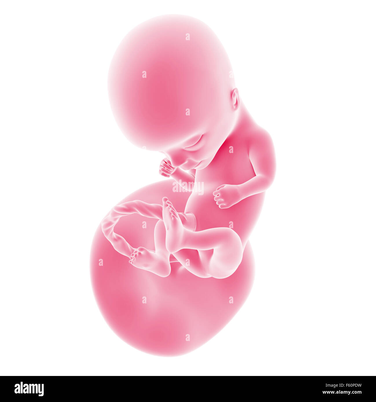 illustration of the fetal development - week 14 Stock Photo - Alamy
