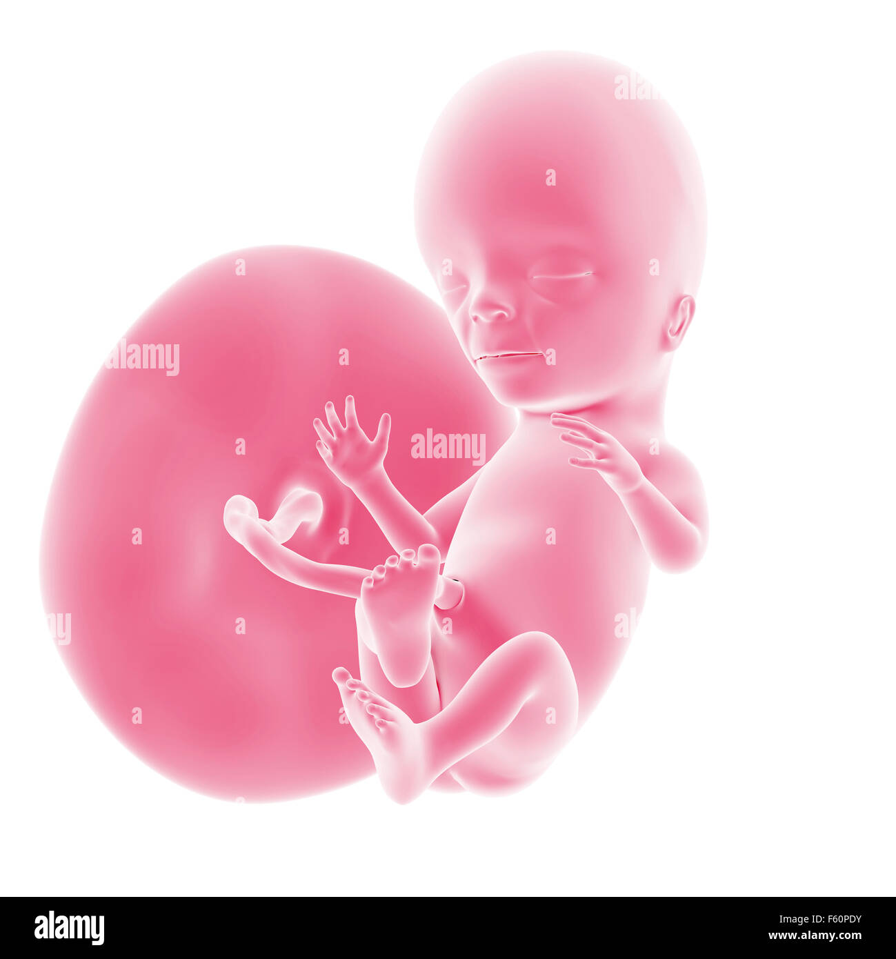 Fetal Development (week 15) High Resolution Stock Photography and ...