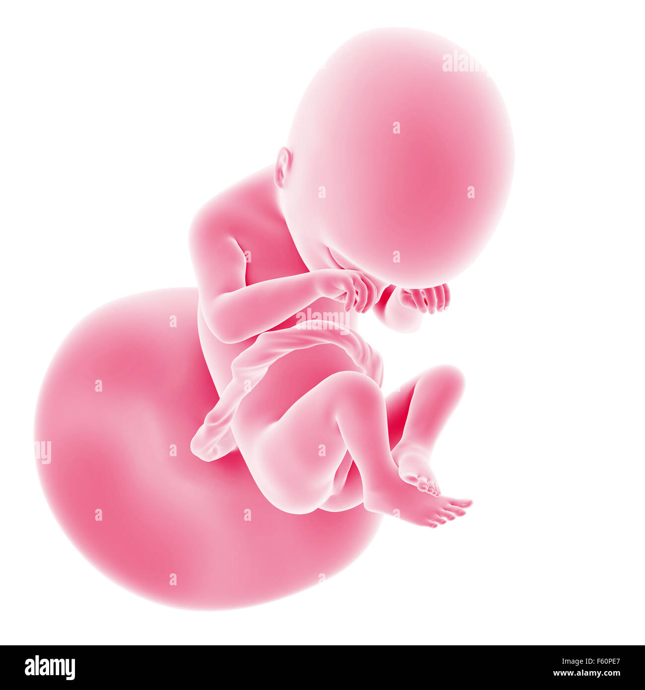 illustration of the fetal development - week 19 Stock Photo - Alamy