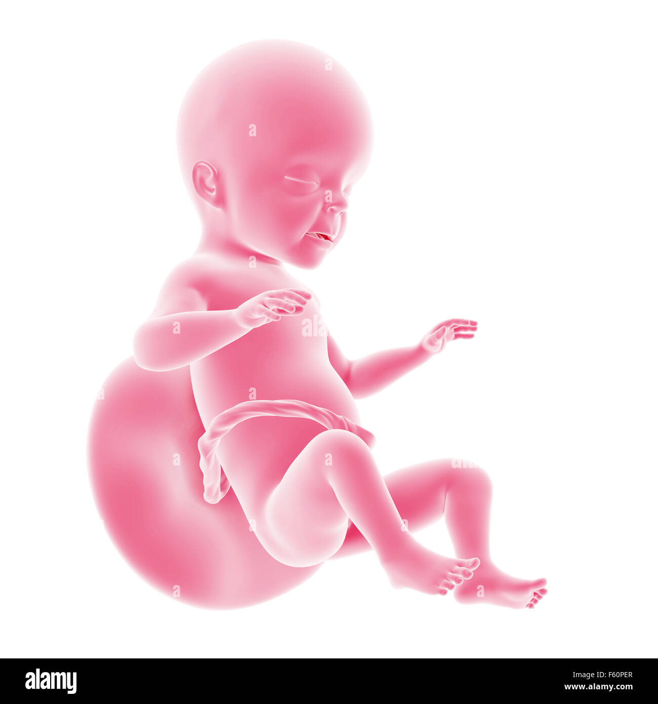 illustration of the fetal development - week 26 Stock Photo - Alamy