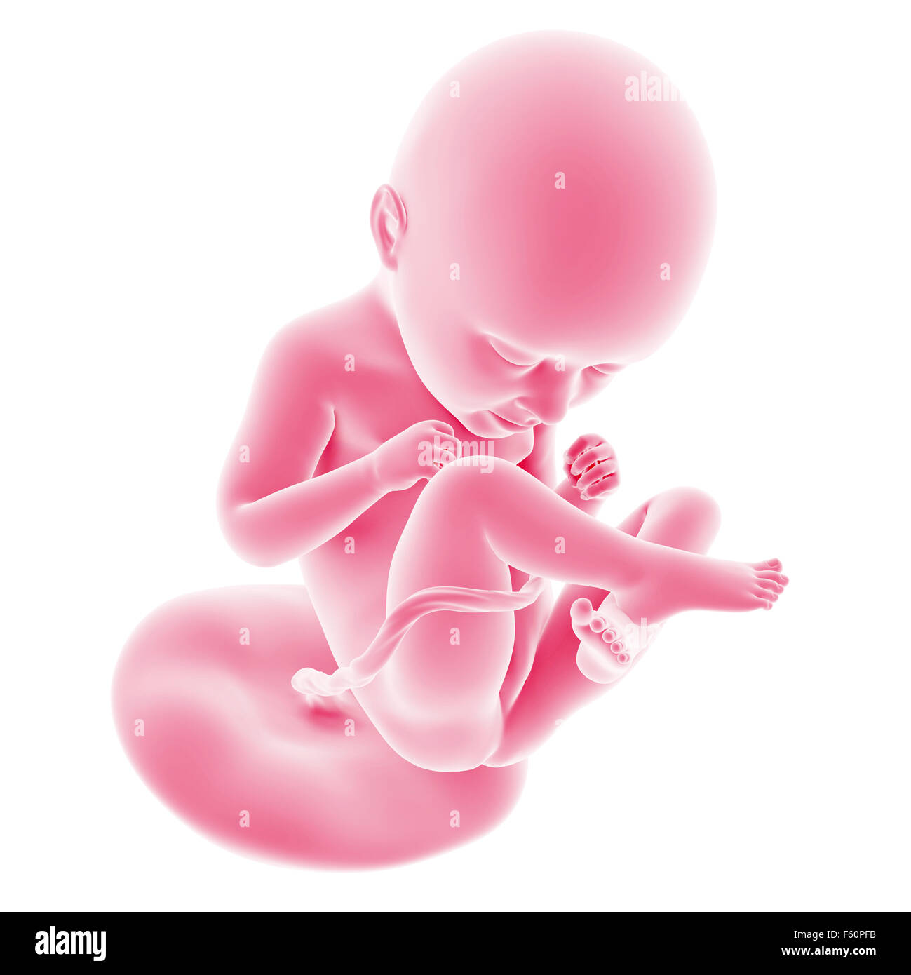 illustration of the fetal development - week 35 Stock Photo - Alamy