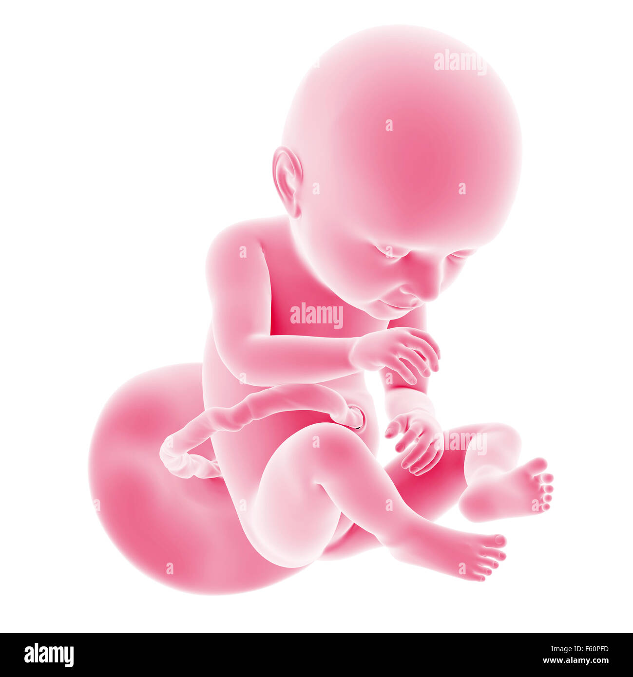 illustration of the fetal development - week 37 Stock Photo - Alamy