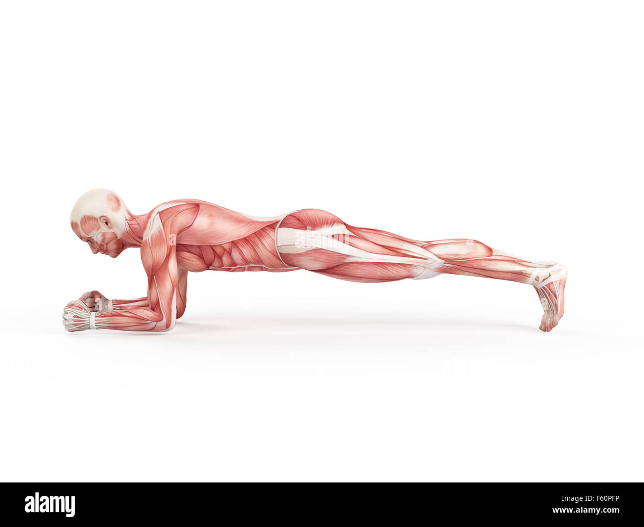 exercise illustration - plank Stock Photo - Alamy