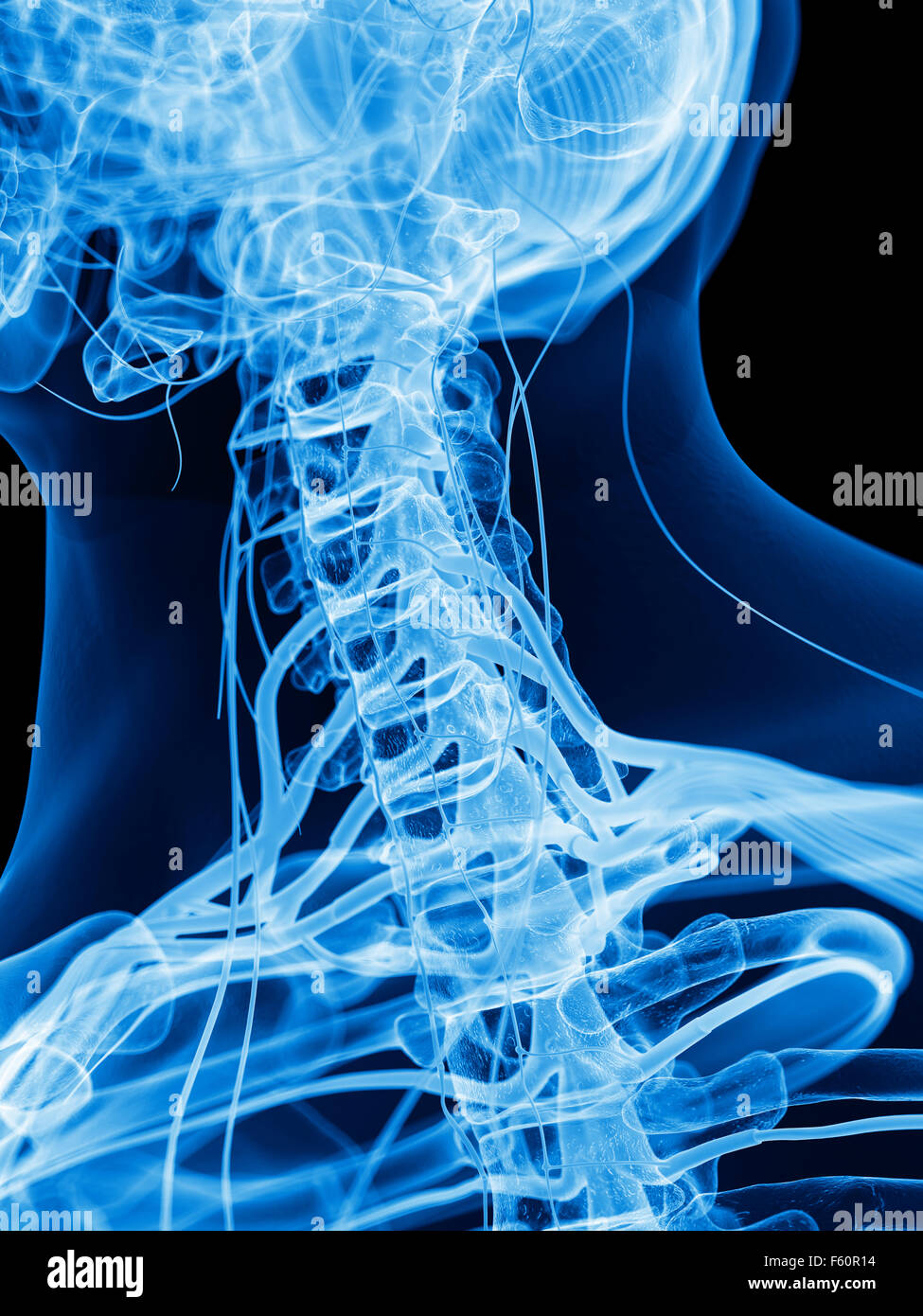 medically accurate illustration of the nerves Stock Photo - Alamy