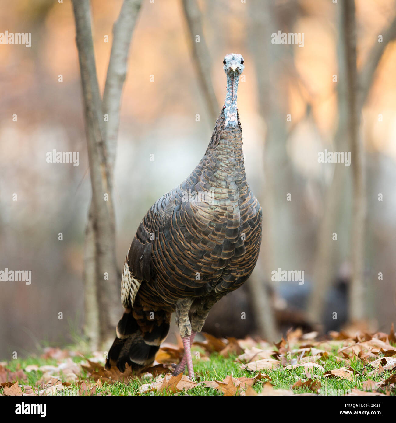 Close up wild turkey hen hi-res stock photography and images - Alamy