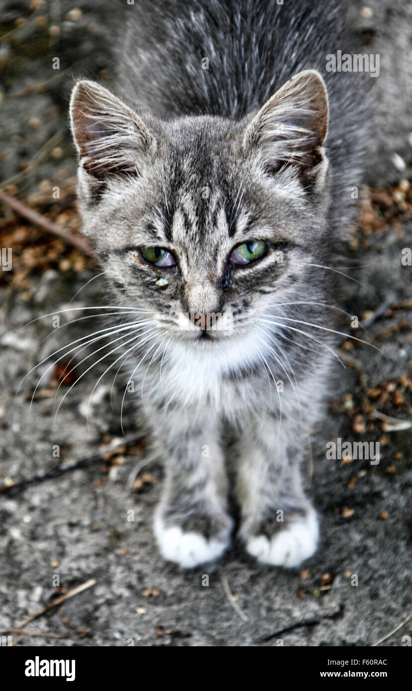 Close-up view of very sad tabby kitten Stock Photo - Alamy