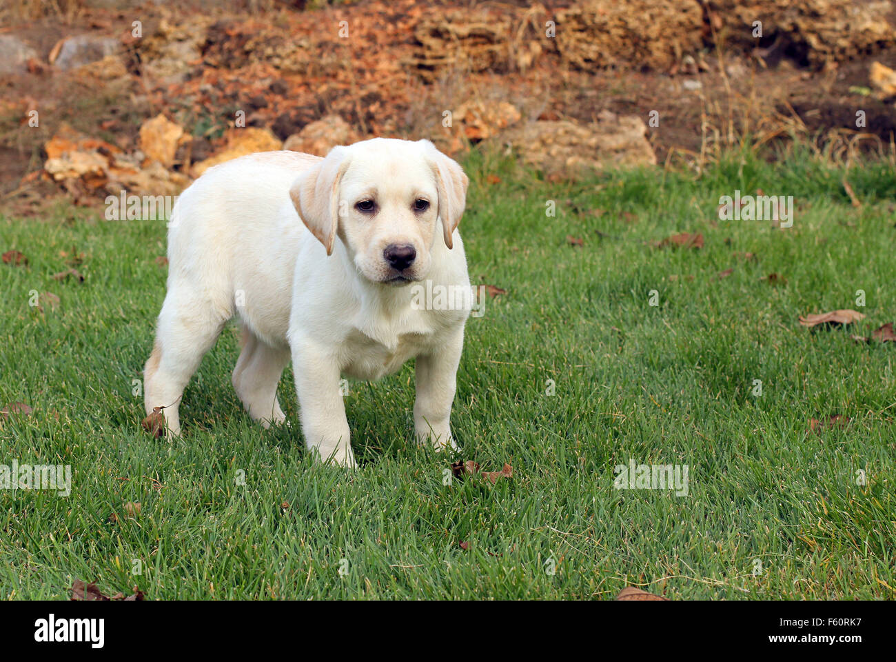 the little nice yellow labrador puppy playing in green grass in autumn ...