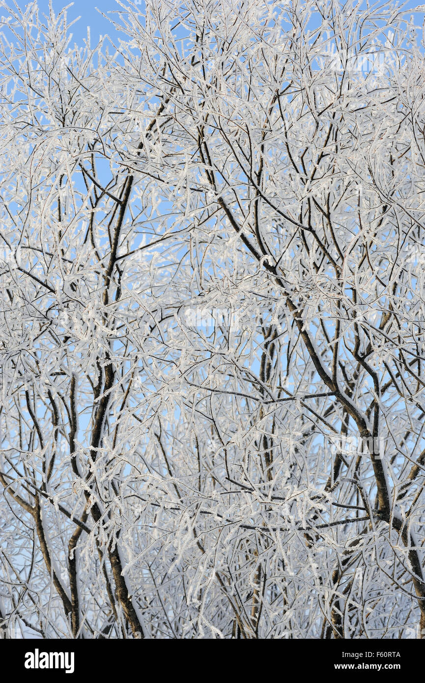Willow trees with hoar frost Stock Photo - Alamy
