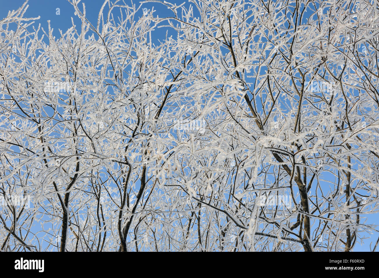 Willow trees with hoar frost Stock Photo - Alamy