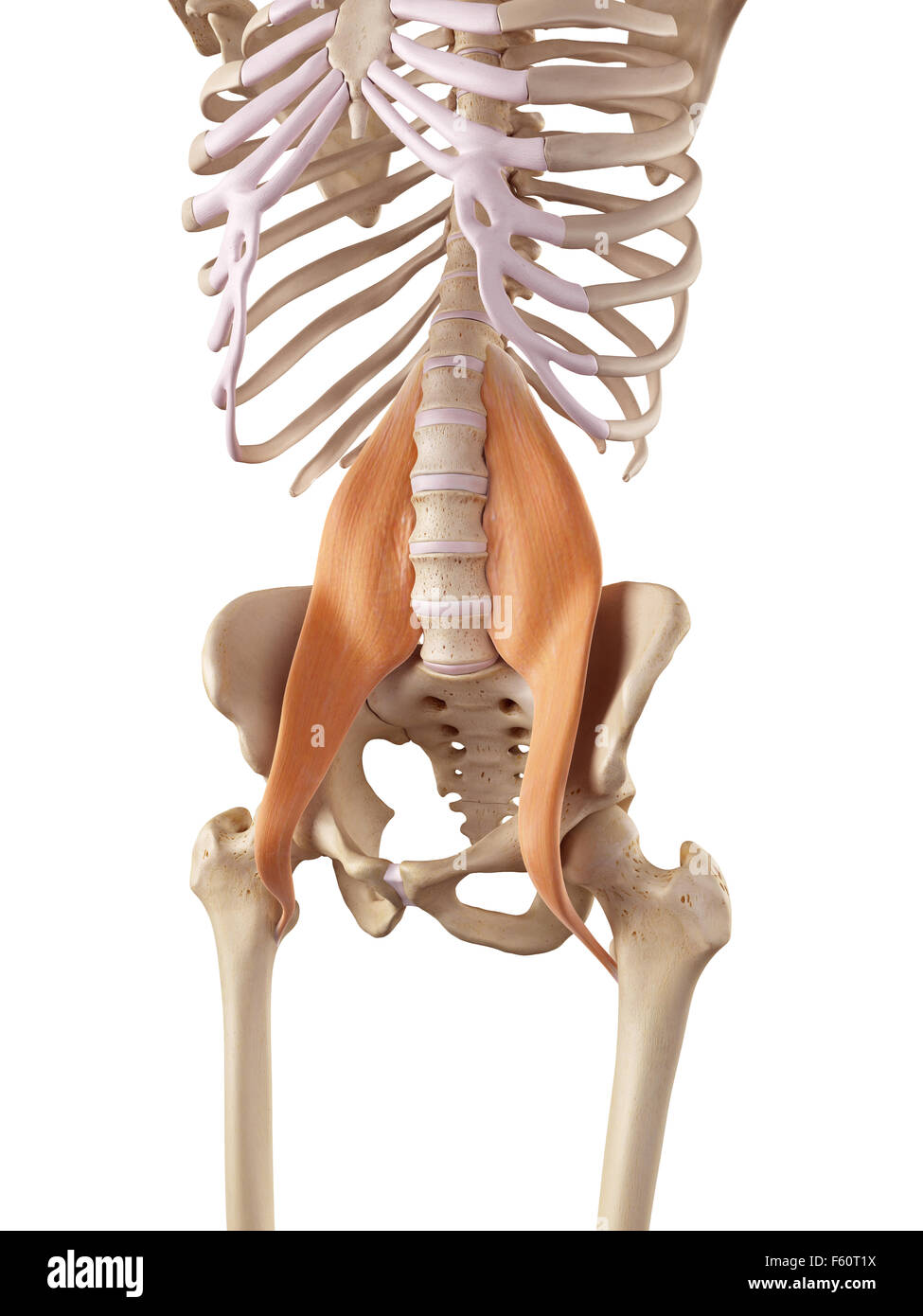 medical accurate illustration of the psoas major Stock Photo - Alamy