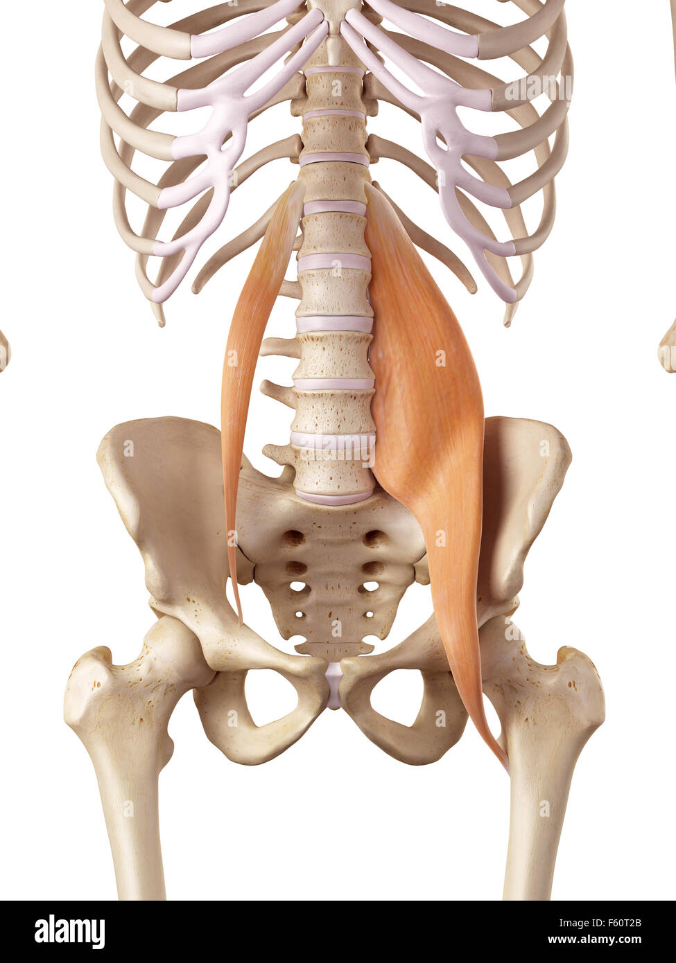 medical accurate illustration of the psoas muscles Stock Photo - Alamy