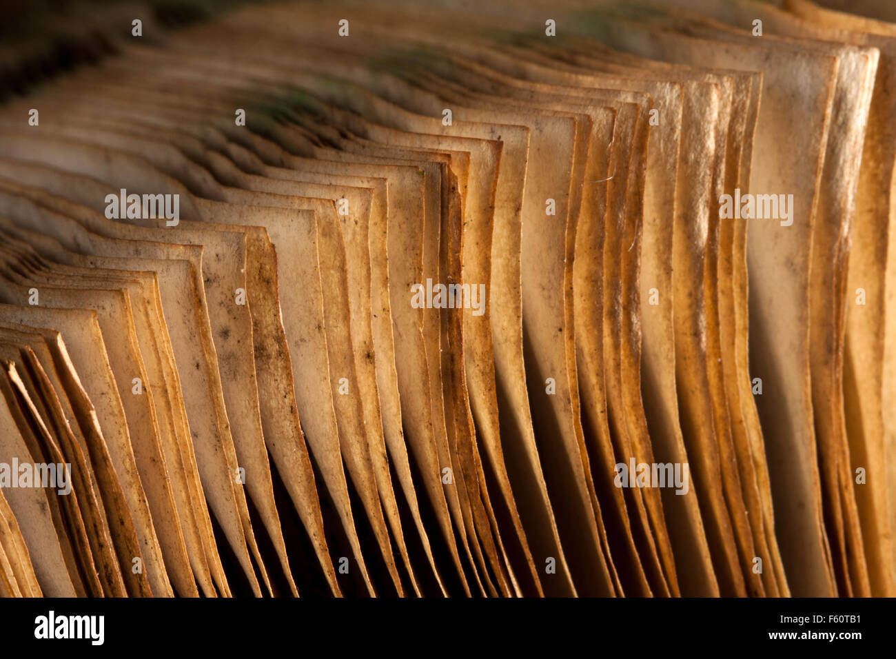 Pages of open ancient book. Close-up view Stock Photo - Alamy