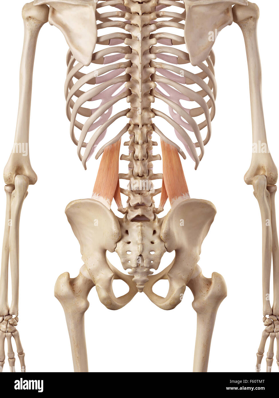 Quadratus Lumborum Muscle