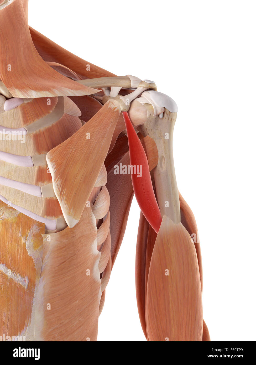 medically accurate illustration of the coracobrachialis Stock Photo - Alamy