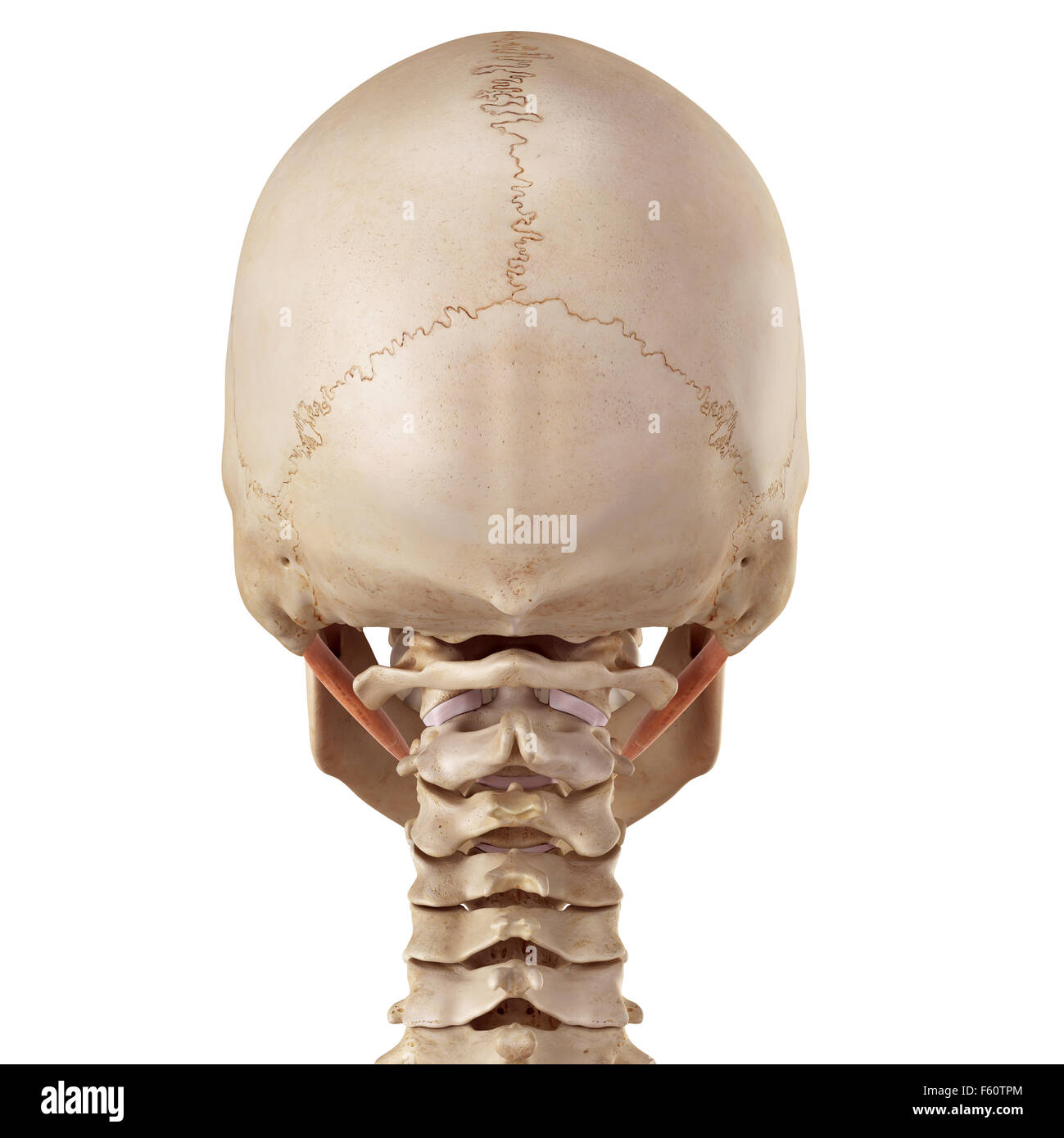 Digastric Notch Skull