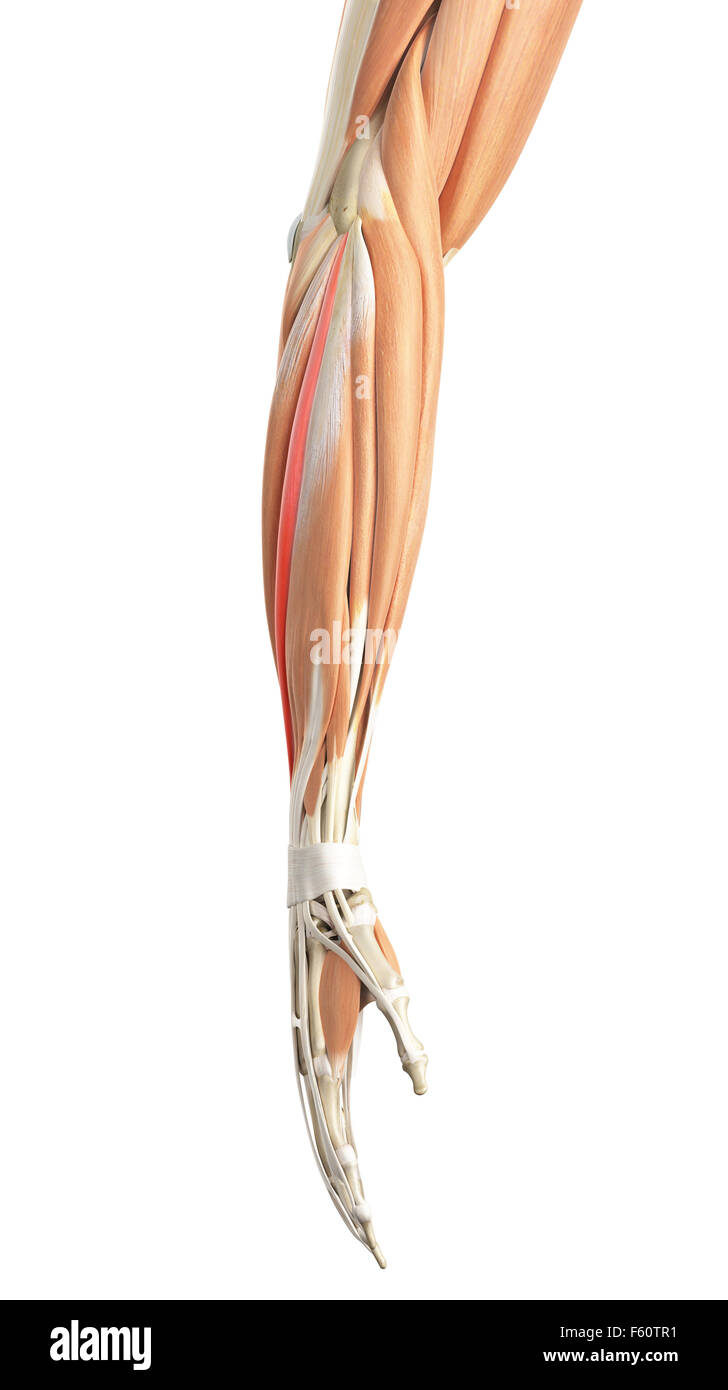 medically accurate illustration of the extensor digiti minimi Stock ...
