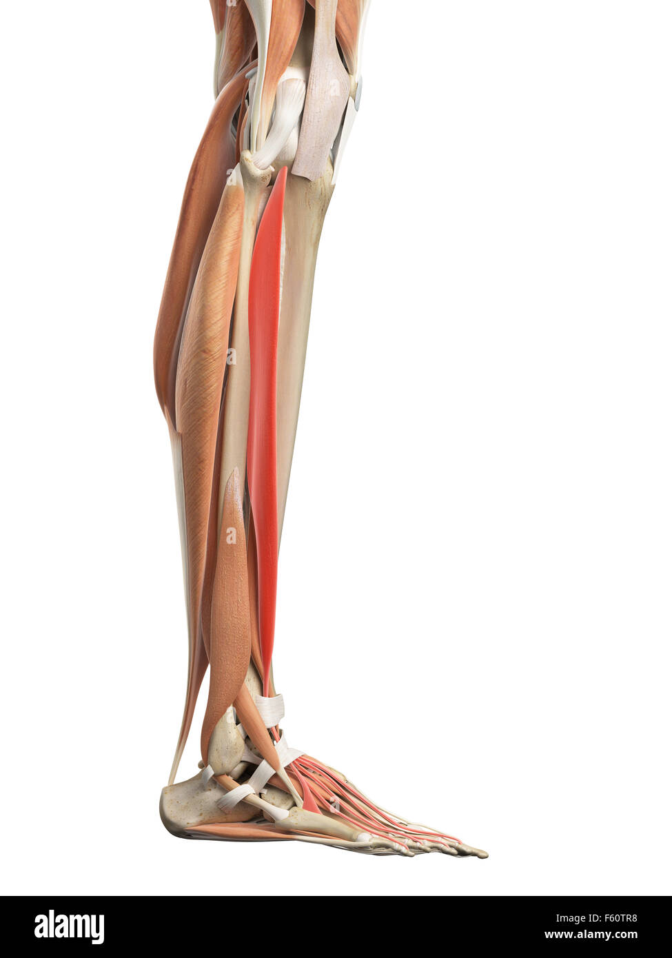 medically accurate illustration of the extensor digitorum longus Stock ...