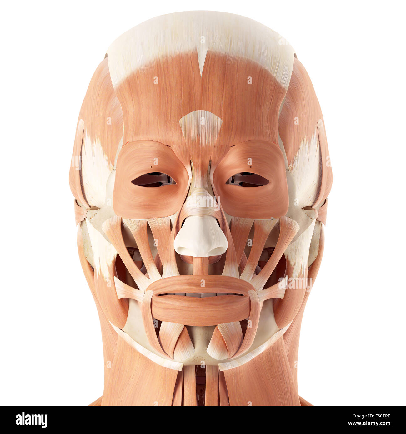 medically accurate illustration of the facial muscles Stock Photo - Alamy