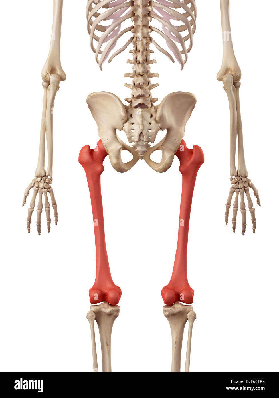 Femur Bone Structure Royalty Free Vector Image - vrogue.co Femur Bone Structure Royalty Free Vector Image - vrogue.co
