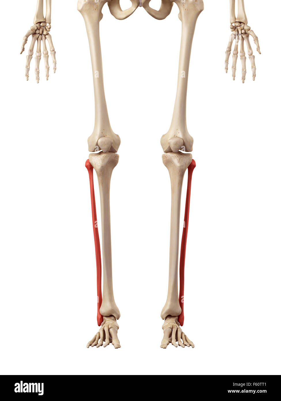 Fibula bone anatomy hi-res stock photography and images - Alamy