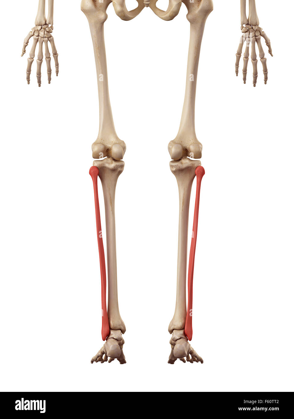 Fibula bone anatomy hi-res stock photography and images - Alamy