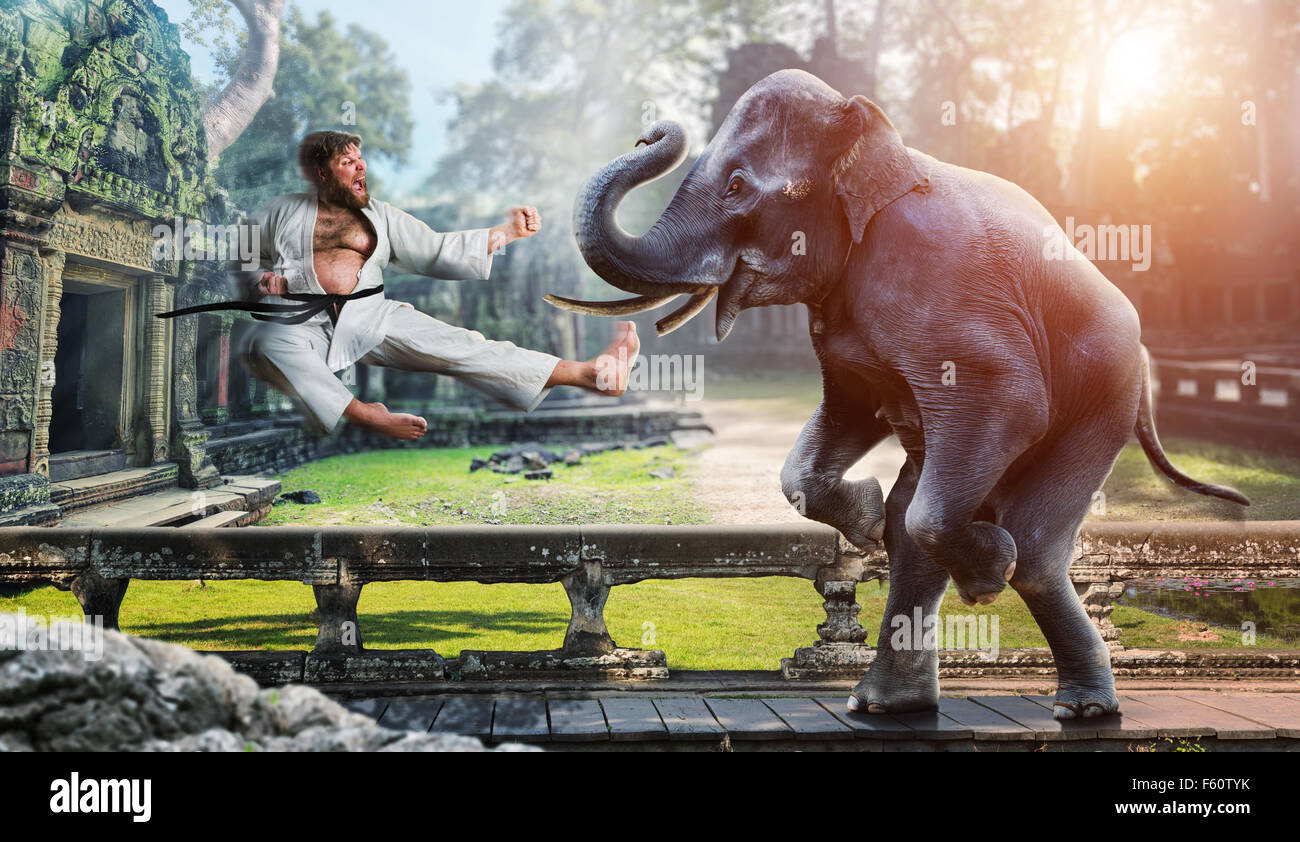 Furious karateka is fighting with an elephant in the ancient temple ...