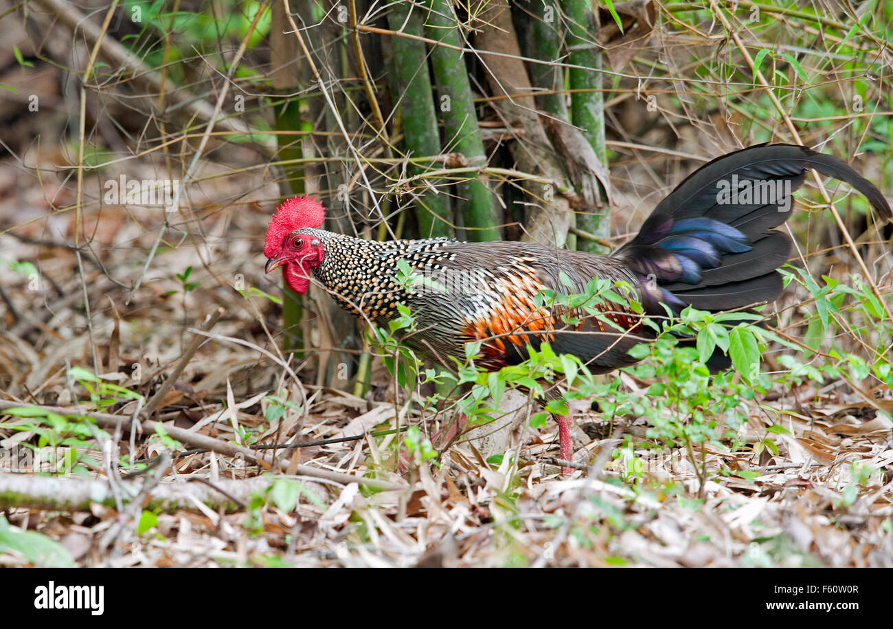 Jungle Fowl High Resolution Stock Photography and Images - Alamy