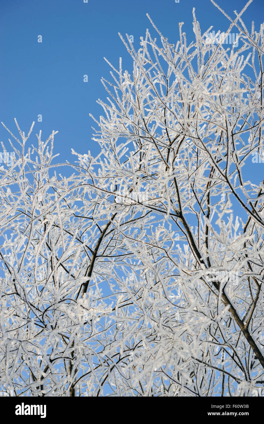 Willow trees with hoar frost Stock Photo - Alamy
