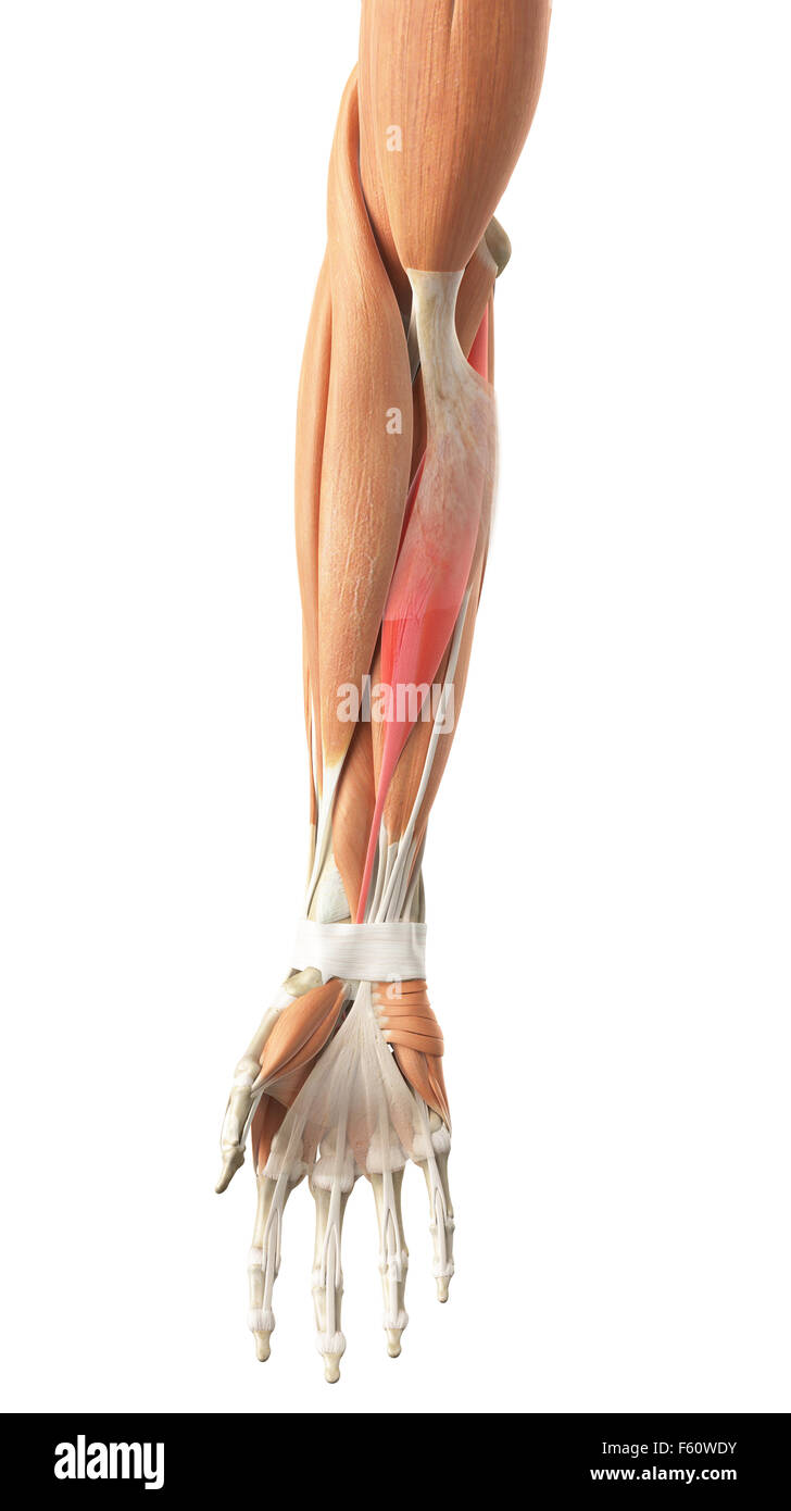 Flexor carpi radialis muscle hi-res stock photography and images - Alamy